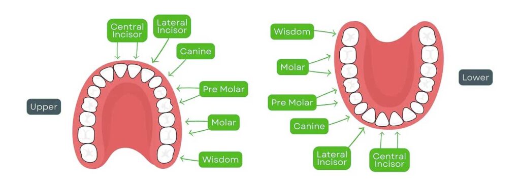 Classification of Teeth | An In-Depth Overview