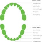 A dentist's guide to baby teeth - Timeline & chart included