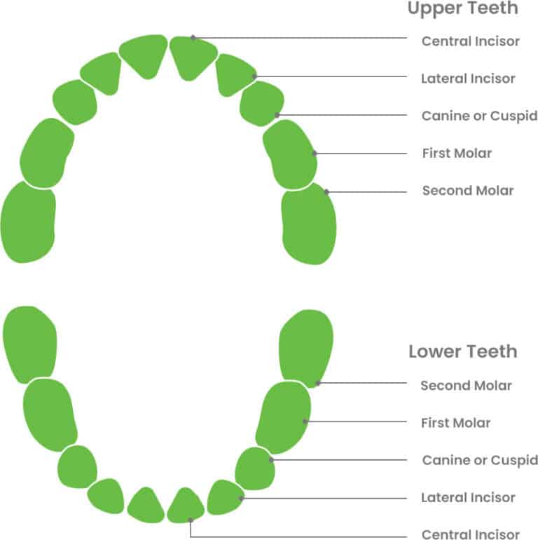 A dentist's guide to baby teeth - Timeline & chart included